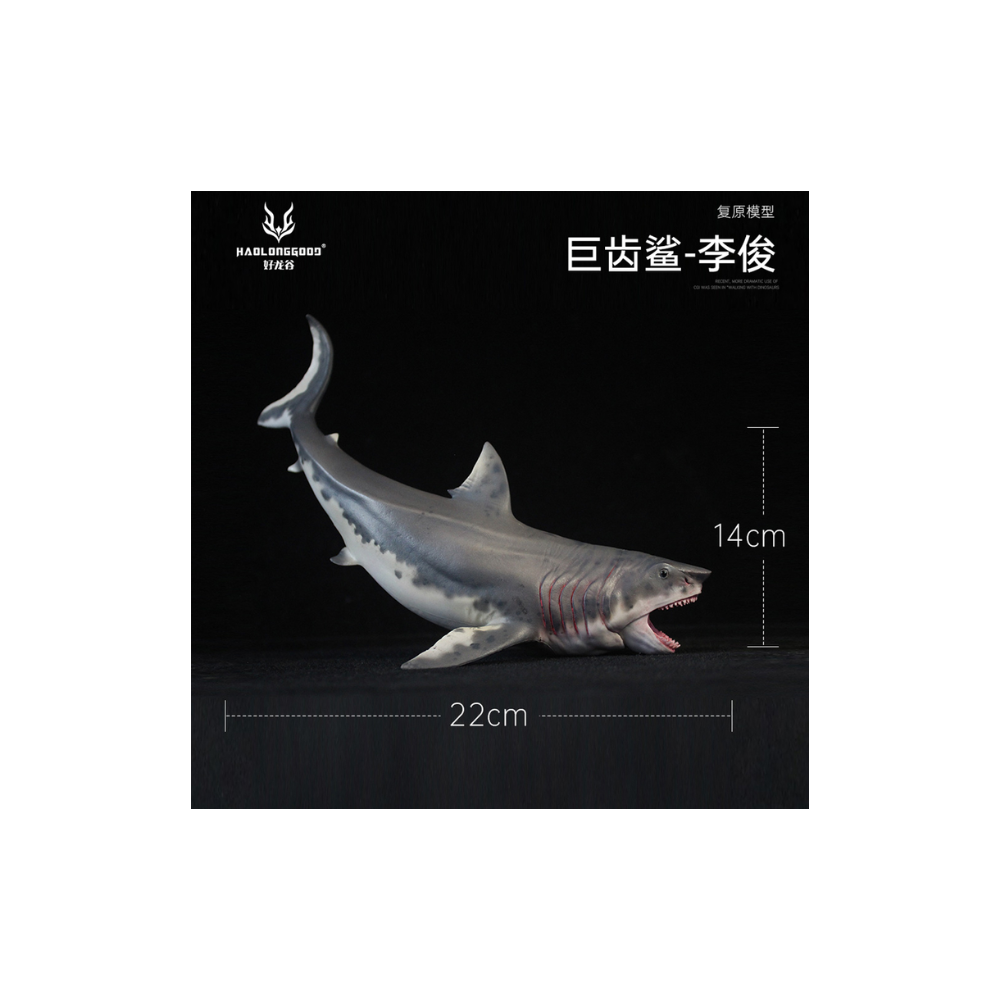 Haolonggood Otodus Megalodon | Accurate Replica Model