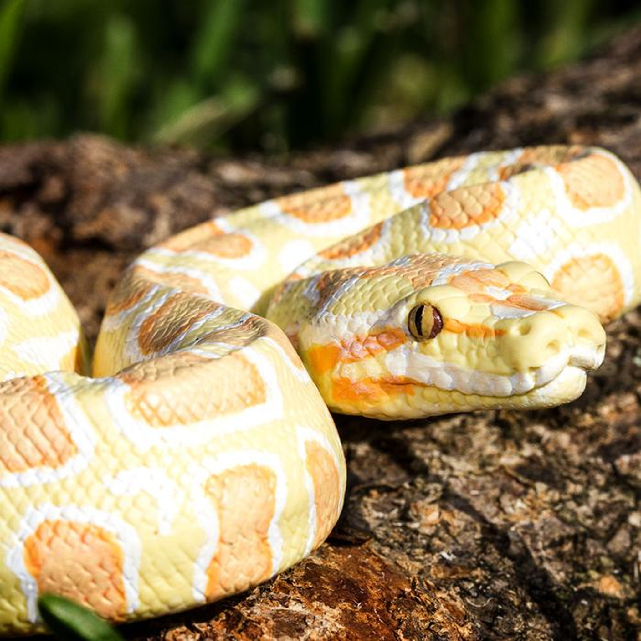 Safari Ltd Albino Burmese Python 100250 | Incredible Creatures
