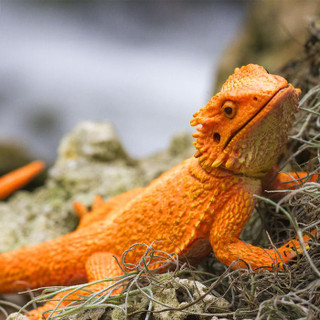 Safari Ltd Bearded Dragon 263129 | Incredible Creatures