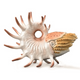 CollectA Cooperoceras | MiniZoo Prehistoric Marine Creatures