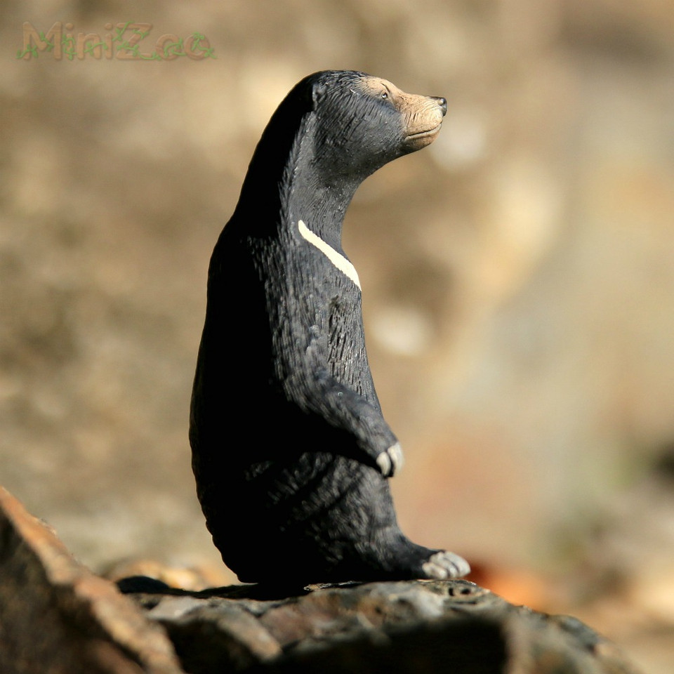 Mojo Sun Bear 387173 | Wildlife