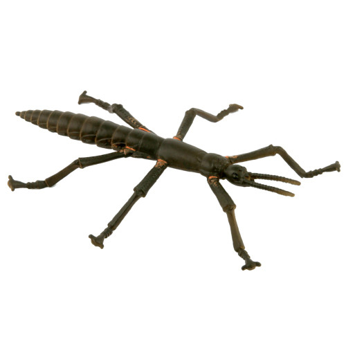Science and Nature Lord Howe Island Stick Insect 75348 | Free Shipping