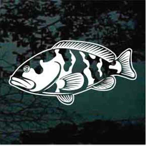 Grouper Decals & Grouper Fish Car Stickers