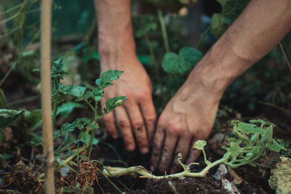 Compostable Packaging Supports Healthy Soil - Elevate Packaging