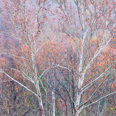 Sycamore Tree - Twigs & Leaves Gallery