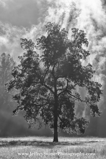 Steam Heat - Twigs & Leaves Gallery