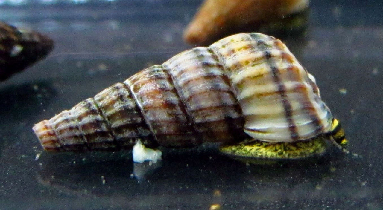 Sulawesi King Snail