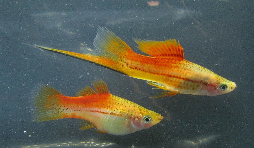 Albino Red Swordtail - TRiN's Tropical Fish