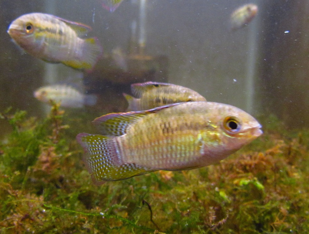 Dwarf Flag Cichlid (Laetacara Curviceps) - TRiN's Tropical Fish