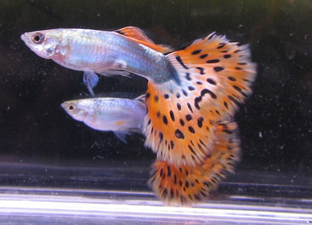 Orange Fantail Guppy Pair - TRiN's Tropical Fish