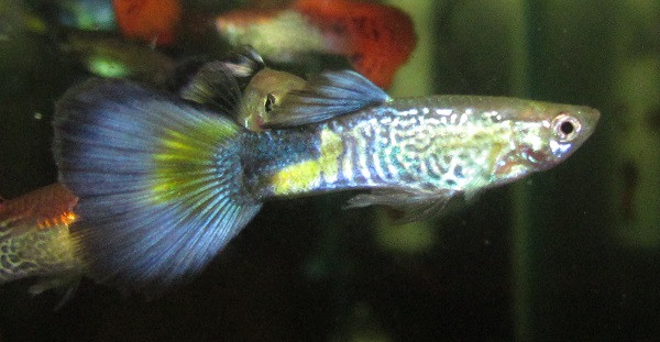 Japan Blue Swordtail Guppy Male - TRiN's Tropical Fish
