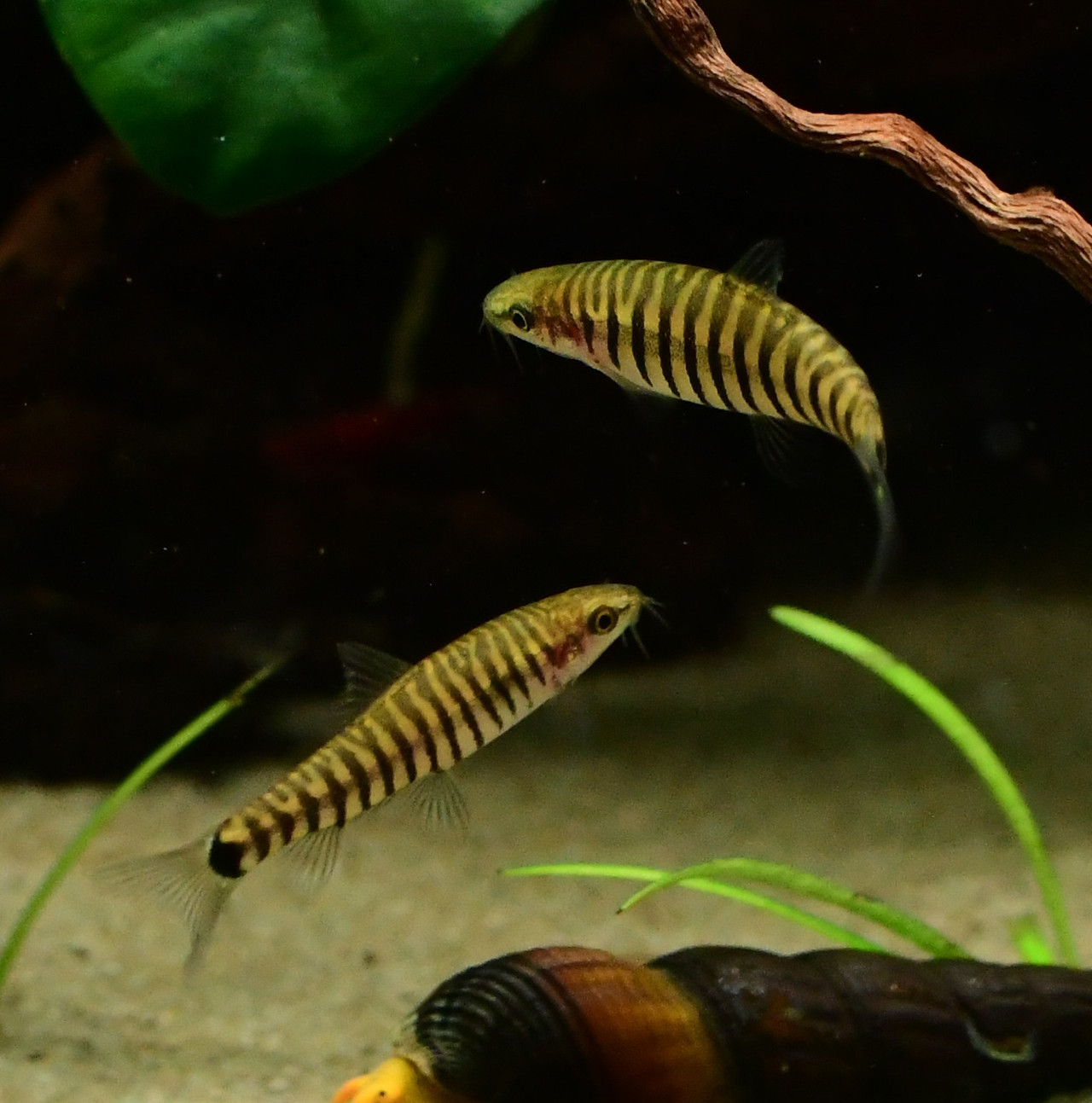 Black Kuhli Loach - TRiN's Tropical Fish