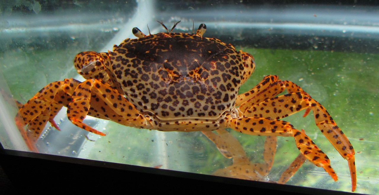 Panther Crab - TRiN's Tropical Fish
