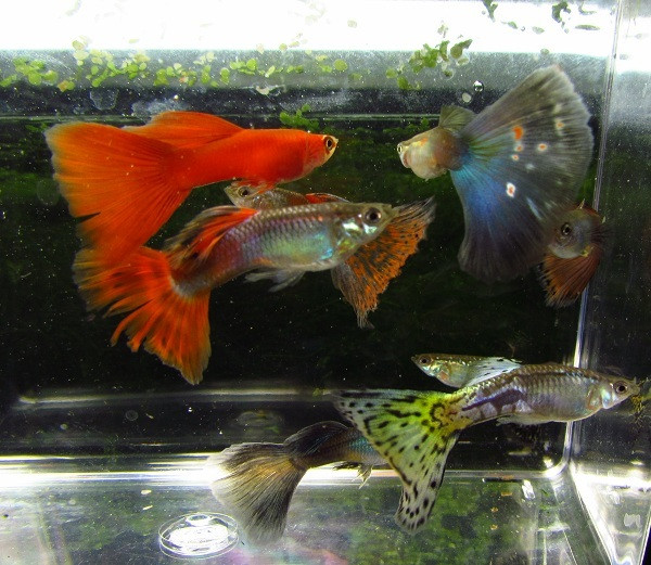 Japan Blue Swordtail Guppy Male - TRiN's Tropical Fish