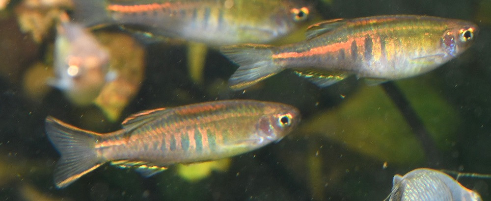 Glowlight Danio (Celestichthys choprae)