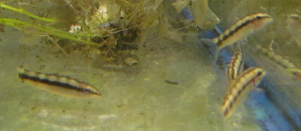 Sidthimunki Botia Loach