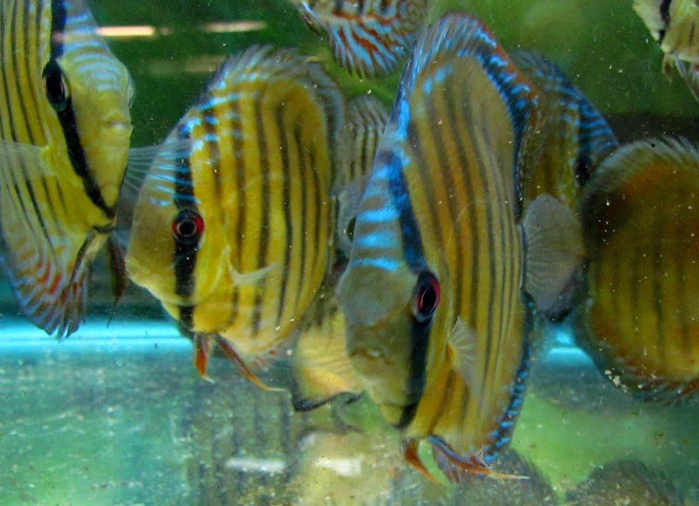 Blue Discus Wild caught