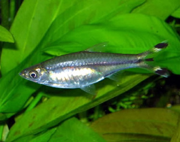 6 Scissortail Rasbora - TRiN's Tropical Fish