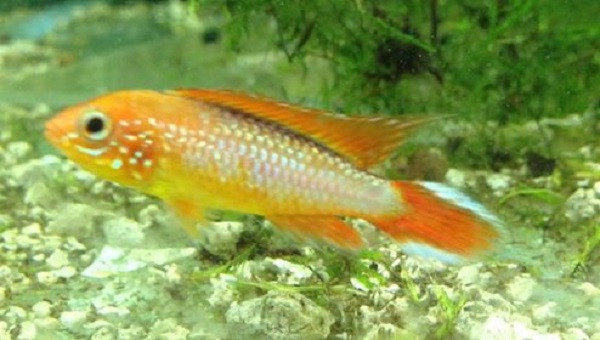 Double Red Apisto Cacatouides Chcilid Pair