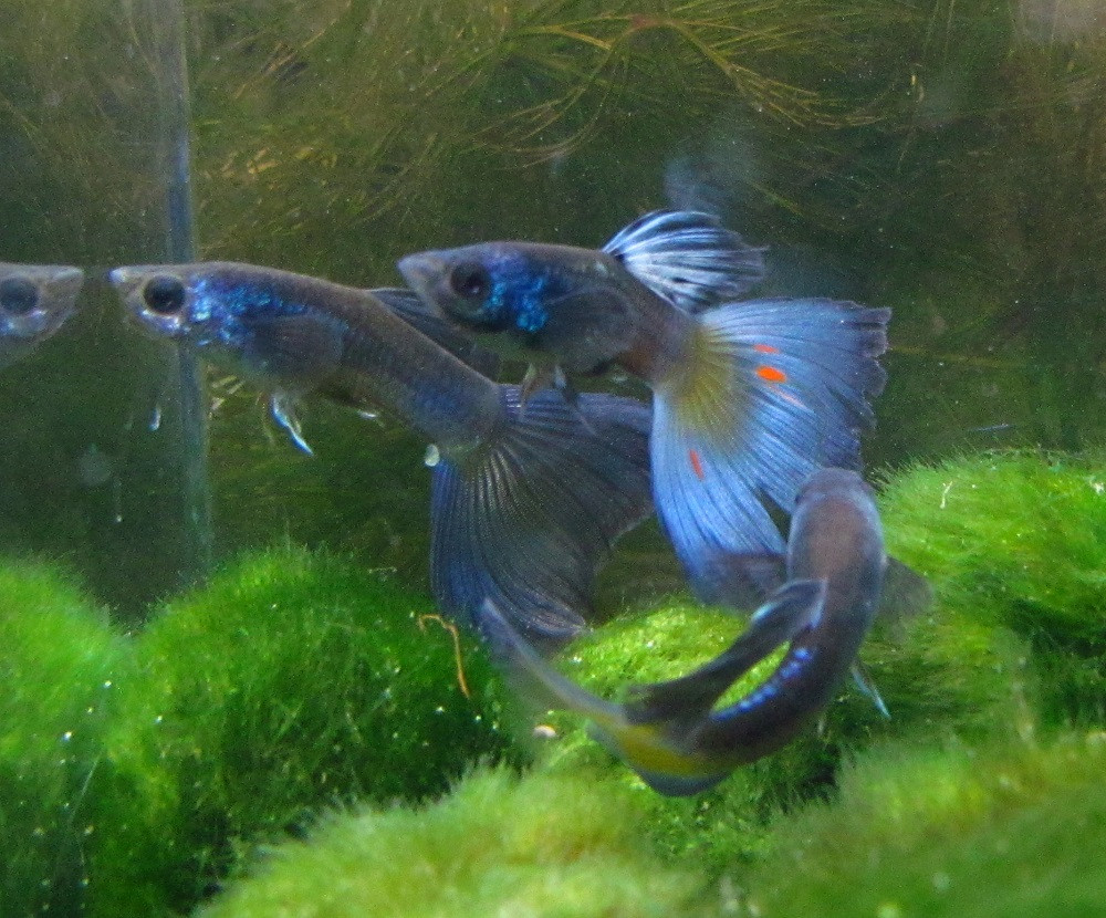 Blue Moscow Guppy Male - TRiN's Tropical Fish