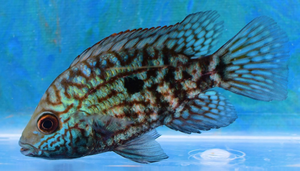 Escondido Carpintis Cichlid - TRiN's Tropical Fish