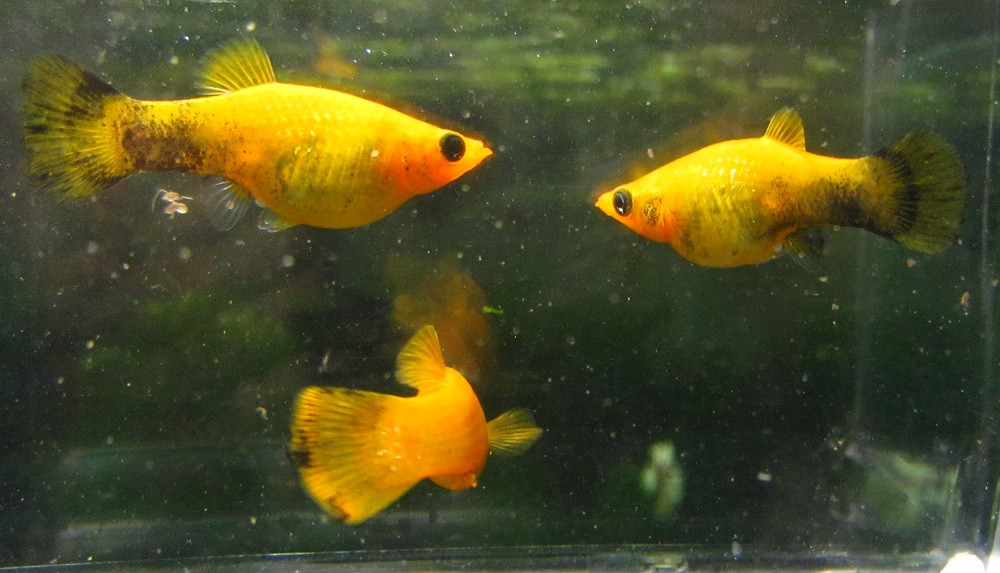 24-Karat Gold Dust Molly - TRiN's Tropical Fish