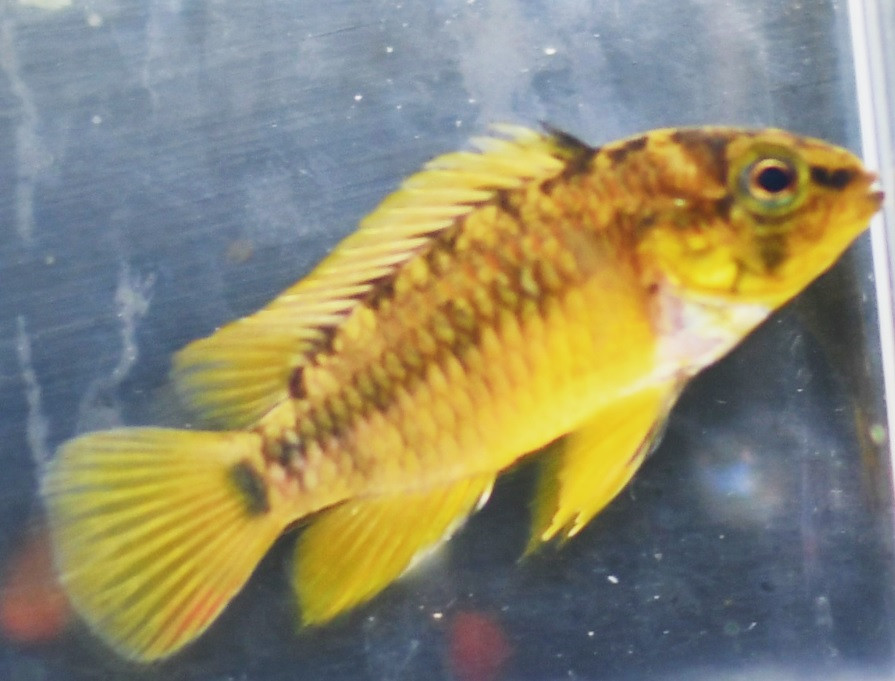 Double Red Apisto Cacatouides Chcilid Pair