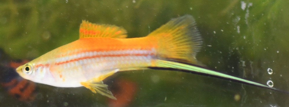 Neon Orange Swordtail - TRiN's Tropical Fish