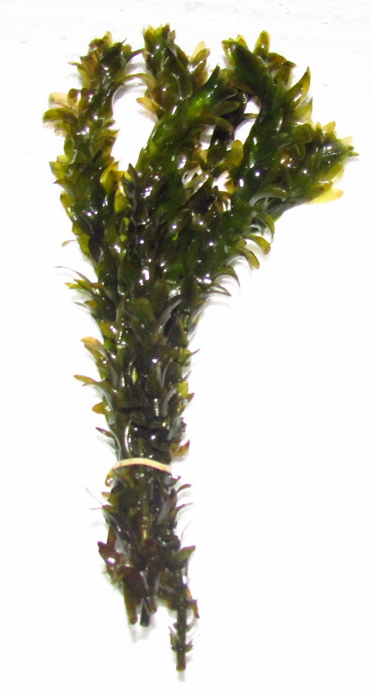 Anacharis Bunch Aquarium