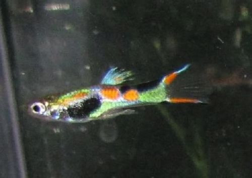 Male Black Bar Endlers - TRiN's Tropical Fish