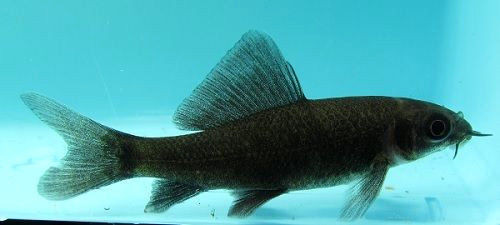 Black Shark - TRiN's Tropical Fish