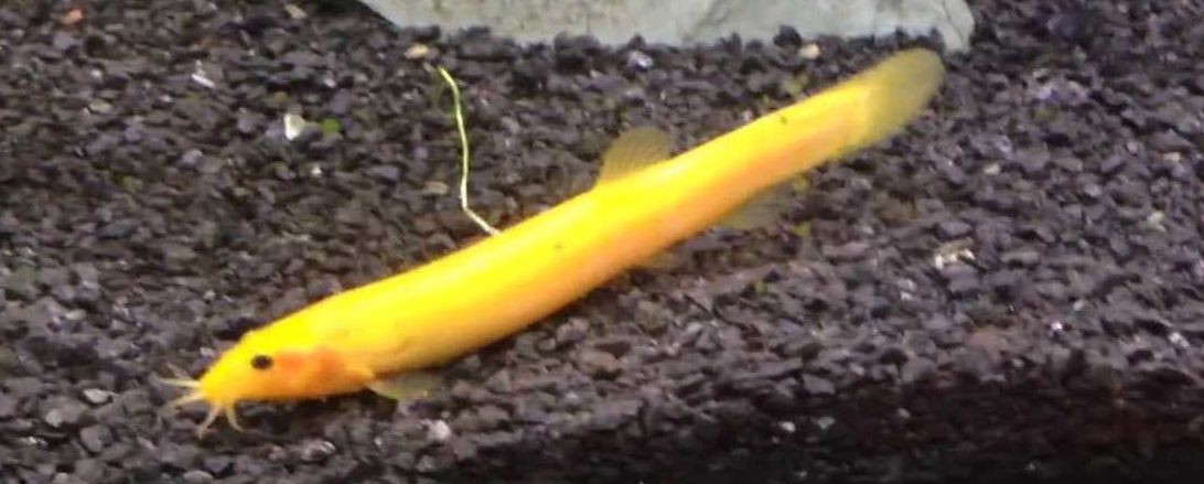 Gold Dojo Loach - TRiN's Tropical Fish