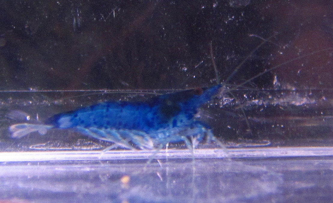5 Blue Velvet Shrimp - TRiN's Tropical Fish
