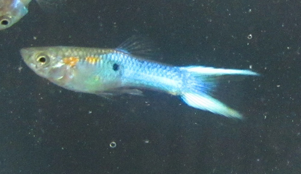 Japan Blue Swordtail Guppy Male - TRiN's Tropical Fish