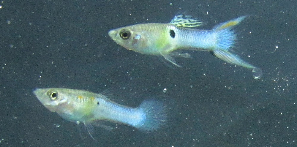 Japan Blue Swordtail Guppy Male - TRiN's Tropical Fish