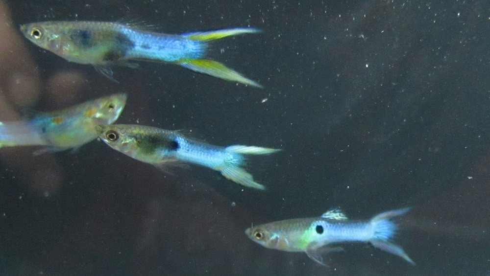 Japan Blue Swordtail Guppy Male - TRiN's Tropical Fish