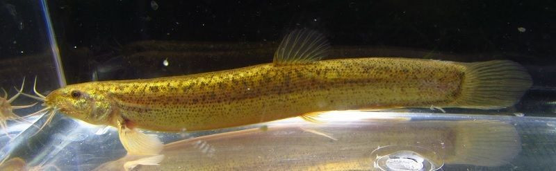 Black Kuhli Loach - TRiN's Tropical Fish