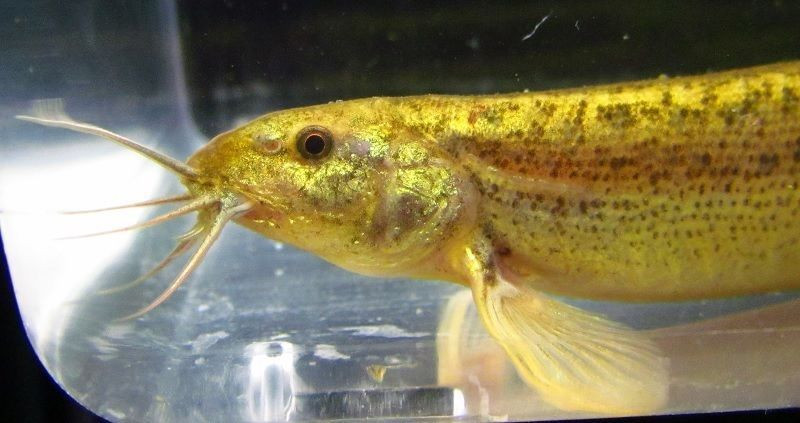Black Kuhli Loach - TRiN's Tropical Fish