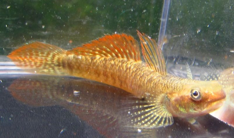 Black Kuhli Loach - TRiN's Tropical Fish