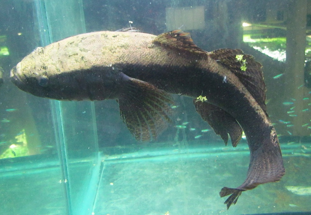 Water Cow Bicolor Sleeper Goby