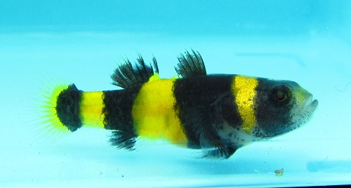 Live Tropical Fish For Sale