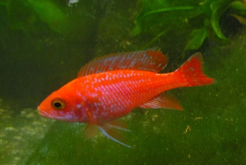 Cichlids