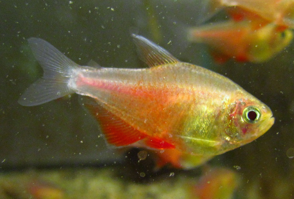 Tetras - TRiN's Tropical Fish