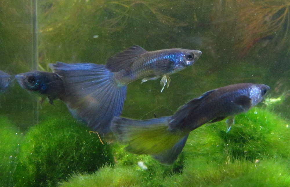 Japan Blue Swordtail Guppy Male - TRiN's Tropical Fish