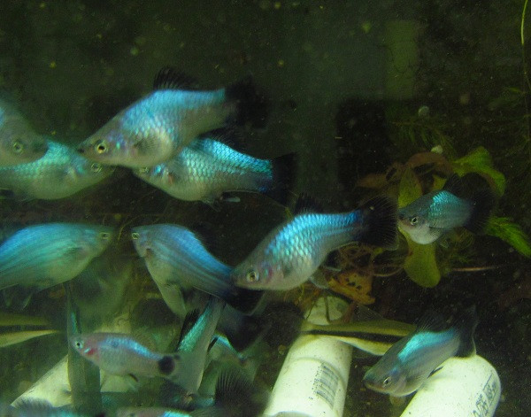 Neon Blue Rainbow Wag Platy - TRiN's Tropical Fish