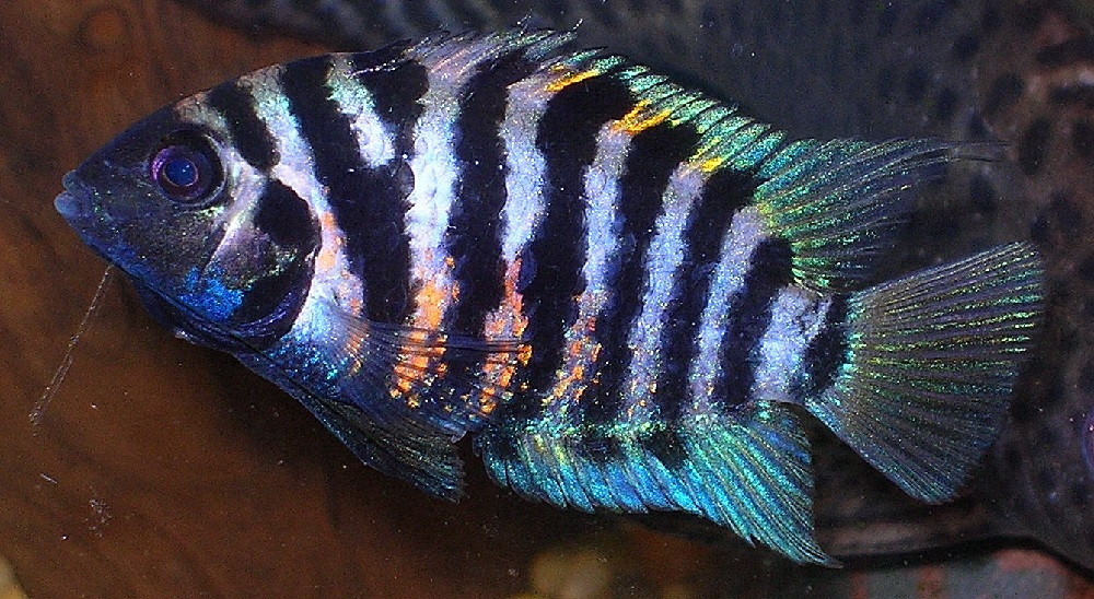 Exasperatus Cichlid - TRiN's Tropical Fish