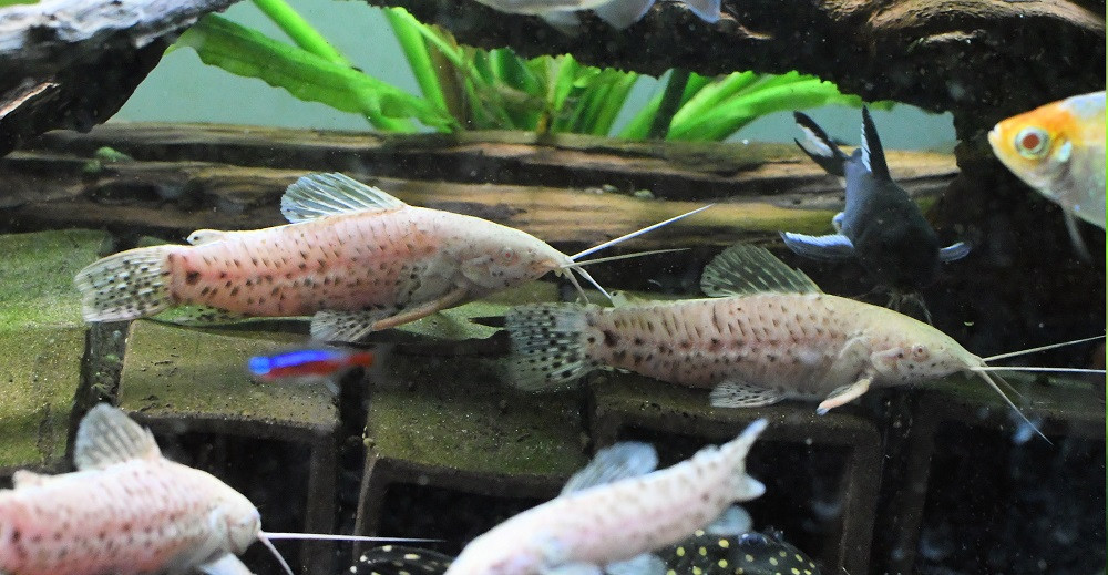 Marbled Hoplo Catfish