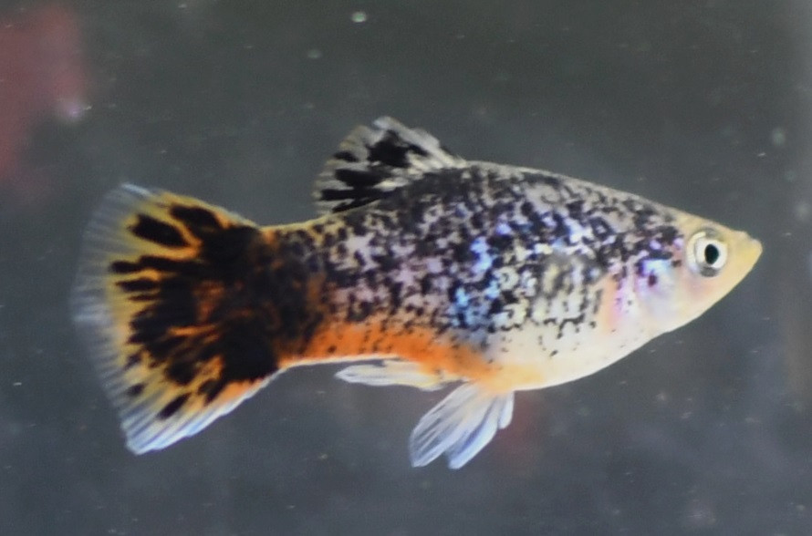 TRiN's Tropical Fish