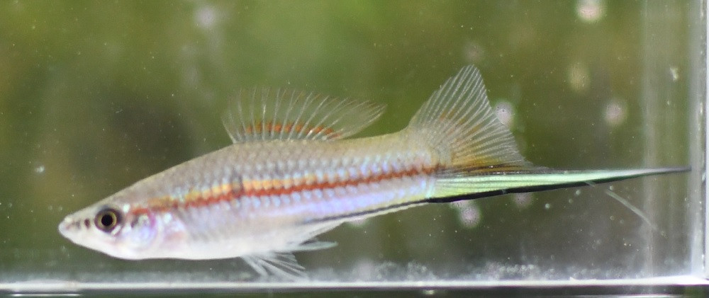 TRiN's Tropical Fish