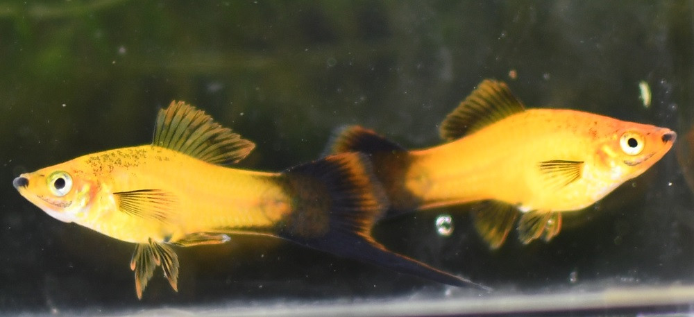 TRiN's Tropical Fish